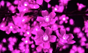 AVATREE - Aurora Imports